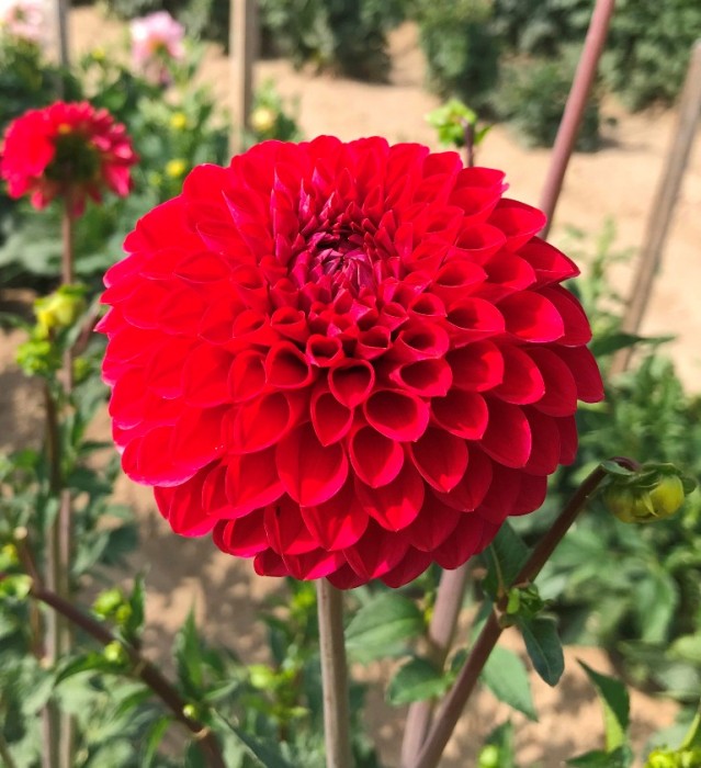 Hapet Raspberry | Ball and Pompon dahlias | dahlia tubers | order ...