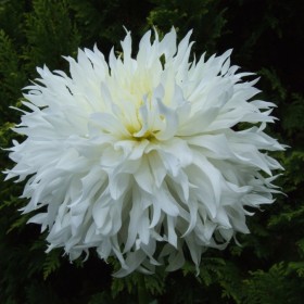 Cactus split flower dahlias | dahlia tubers | order dahlia tubers ...
